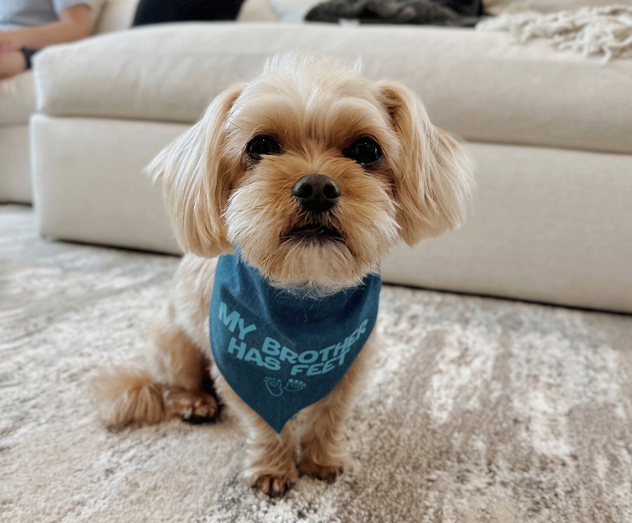 Human sibling is on the way! What now? – Butters The Pup